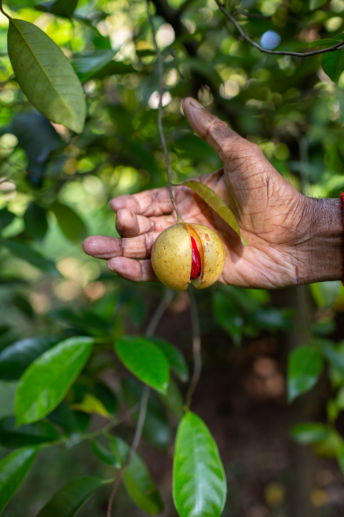 Nutmeg Tree Cultivation