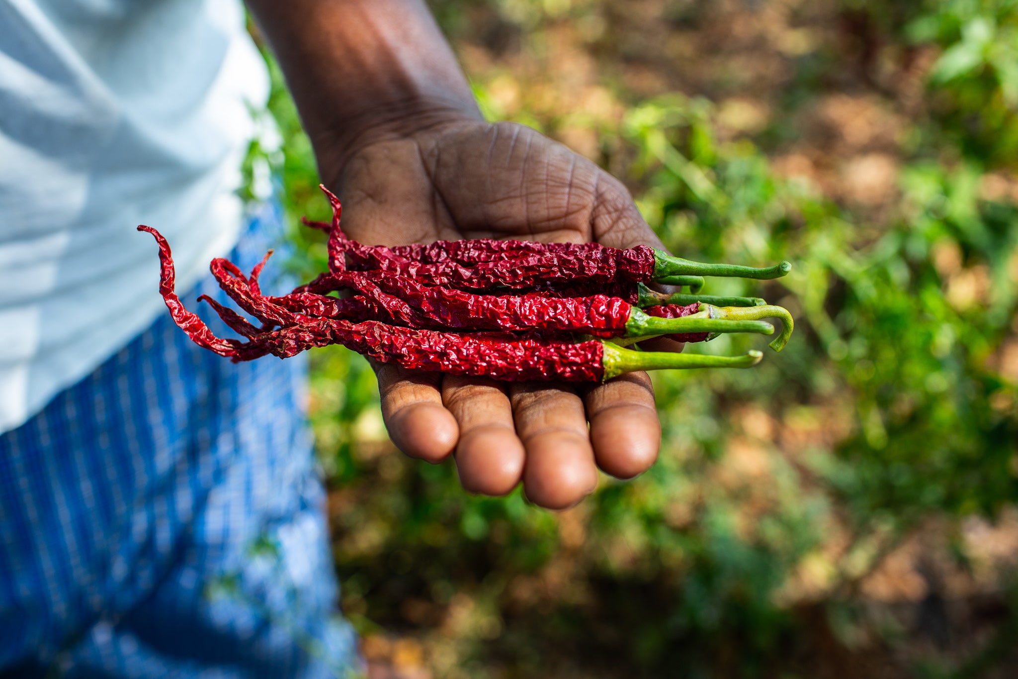 How Chillies Came To Rule Over Our Palates – Diaspora Co.